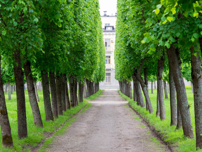 Tree Alley in the Park in Summer Stock Photo - Image of forest ...