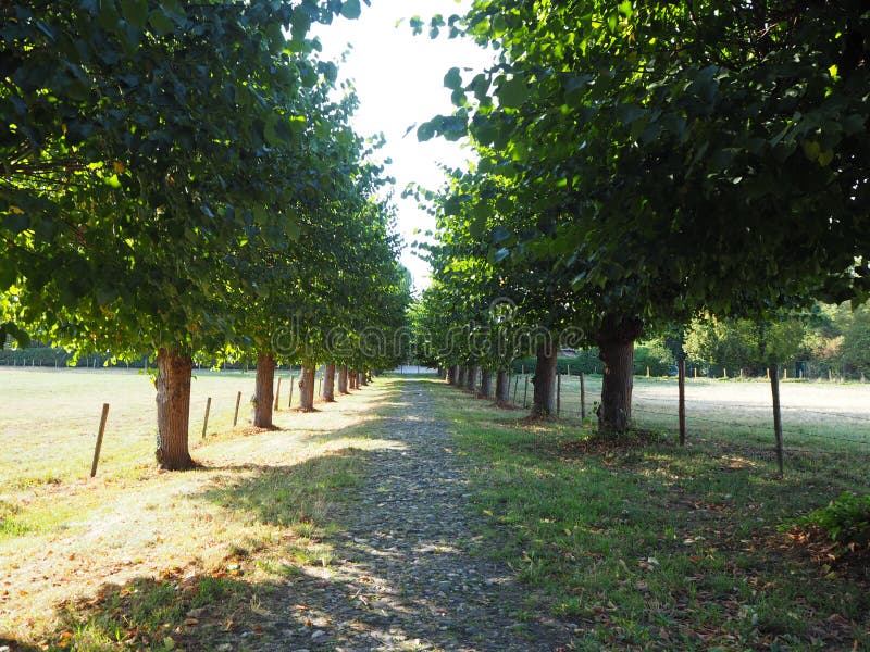 Tree Alley with a path stock image. Image of landscape - 131814475