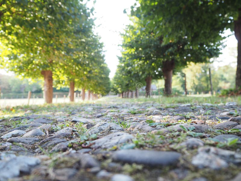 Tree Alley with a path stock image. Image of plant, environment - 131818483