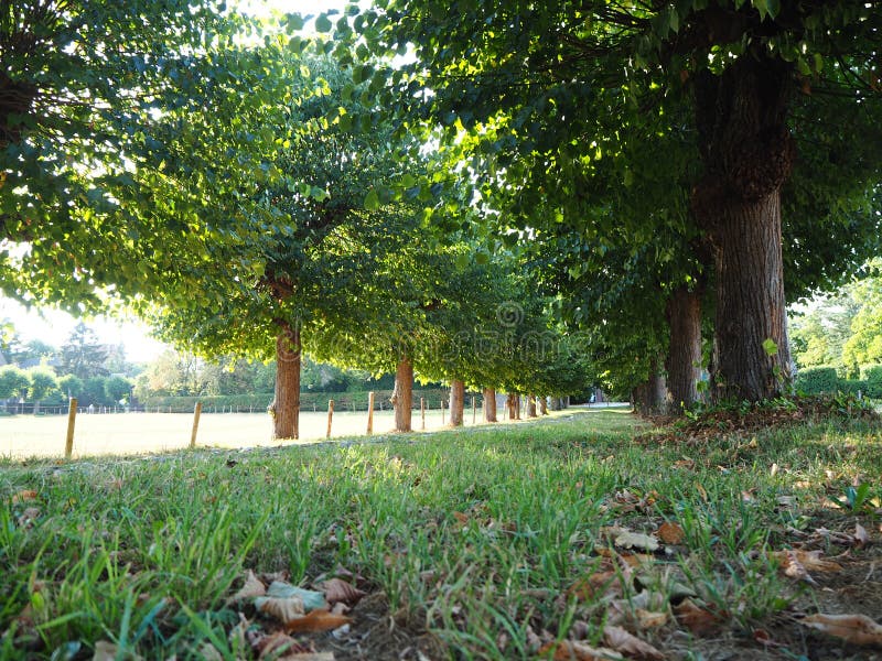 Tree Alley with a path stock photo. Image of scene, light - 131820800