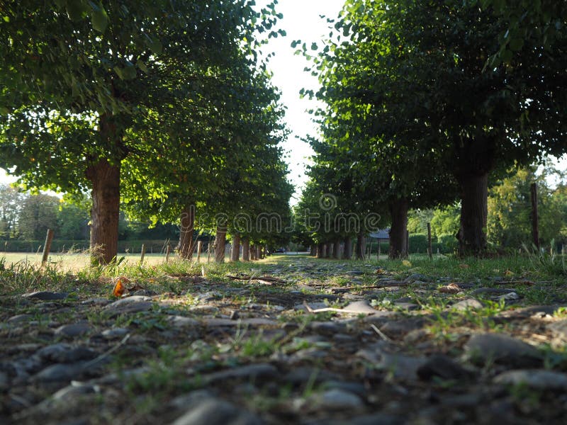 Tree Alley with a path stock image. Image of landscape - 131821525