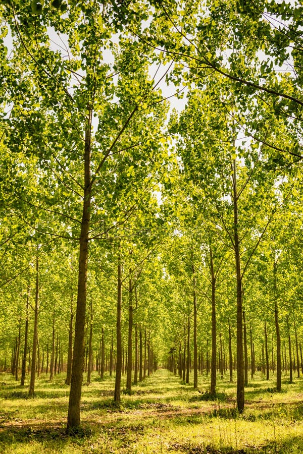 Tree alley at spring stock image. Image of people, phenomenon - 92858903