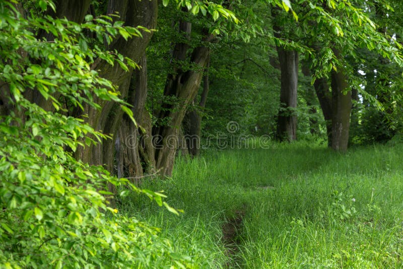 Tree alley at spring stock photo. Image of walking, national - 73786630