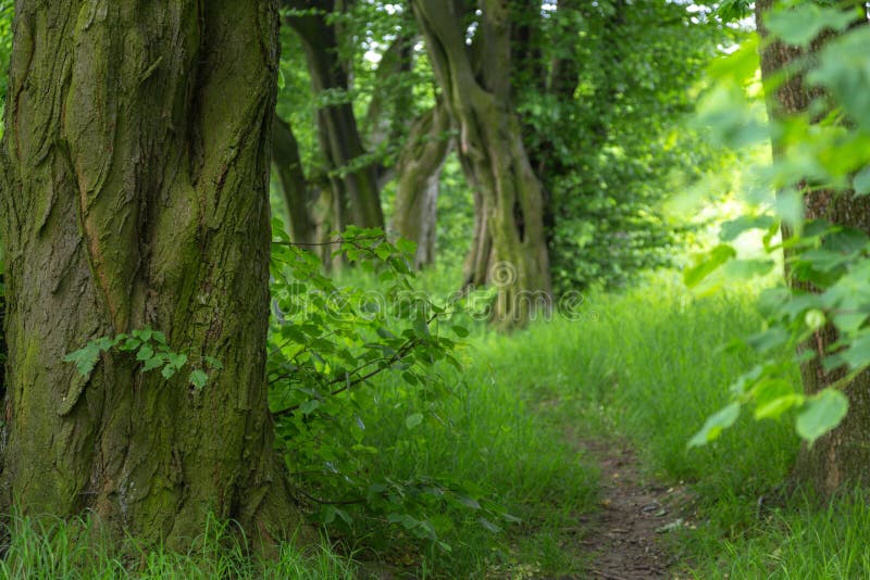 Tree alley at spring stock image. Image of plant, foliage - 73786647