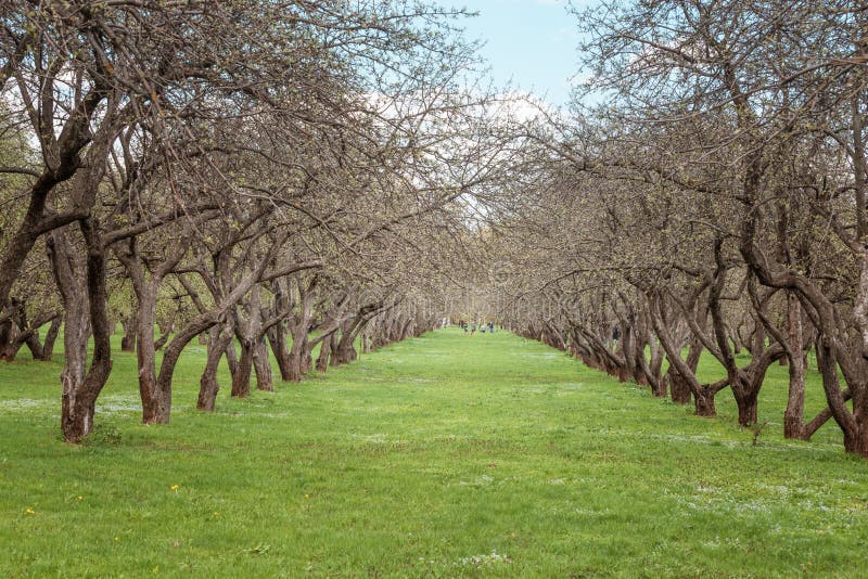 Tree alley in park stock image. Image of scenery, beautiful - 172654843