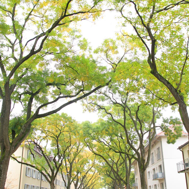 Tree alley in street stock image. Image of environment - 16995567
