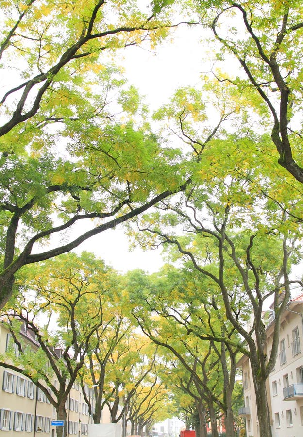 Tree alley in street stock image. Image of environment - 16995643