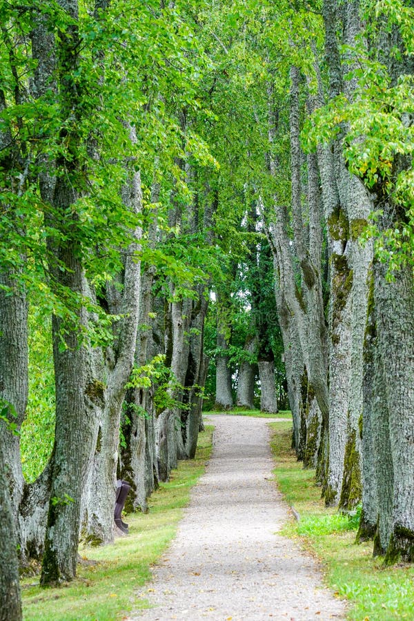 Tree Alley in Summer with a Gravel Path, Park Road Perspective with ...