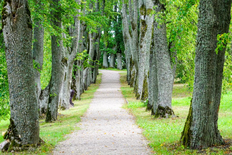 Tree Alley in Summer with a Gravel Path, Park Road Perspective with ...