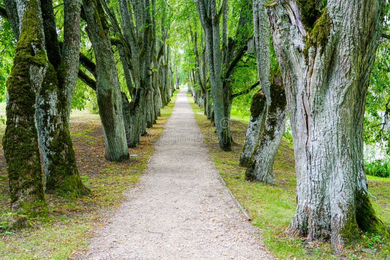 Tree Alley in Summer with a Gravel Path, Park Road Perspective with ...
