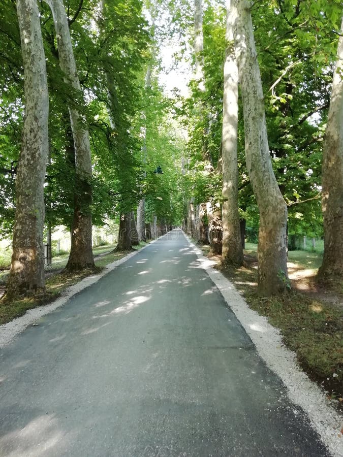 The tree alley stock image. Image of tree, summer, trees - 164448151