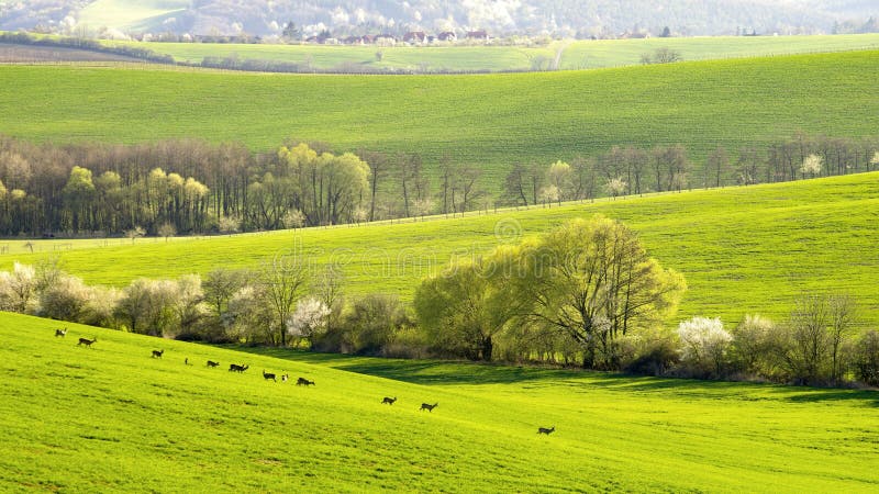 Tree Alleys among Rolling Green Spring Fields, Treen with New Green ...
