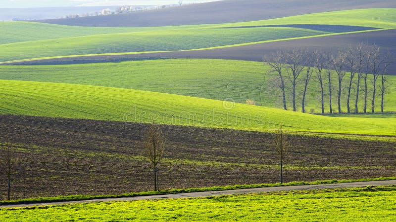Tree Alleys among Rolling Spring Fields, Shades of Green and Brown ...