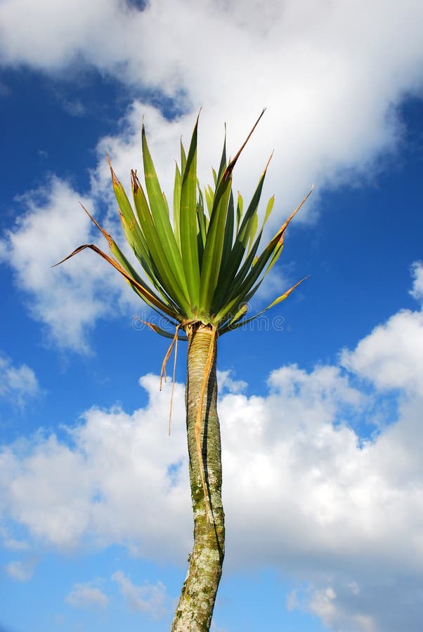 Landscape with apple tree stock image. Image of apple - 2502403