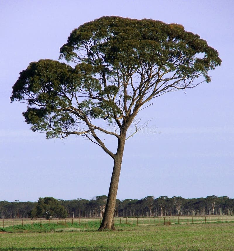 Tree alone stock image. Image of tall, alone, tree, farm - 169719