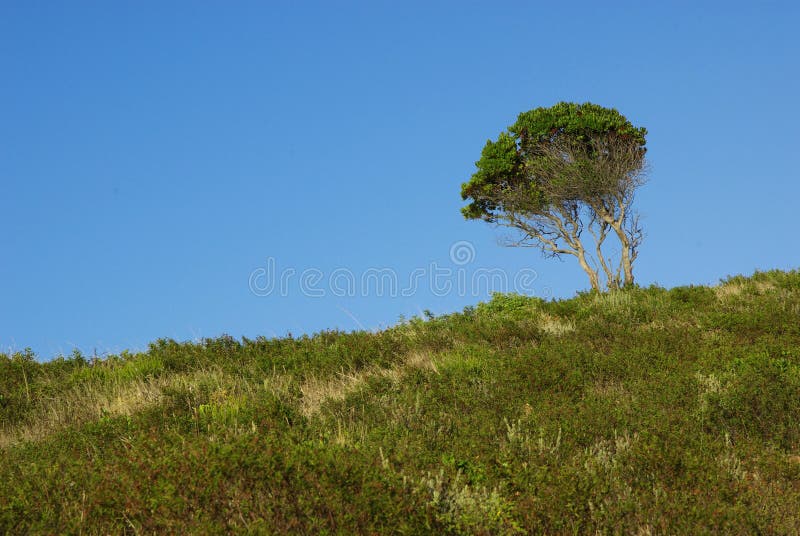 Tree alone stock image. Image of environment, beautiful - 17195835