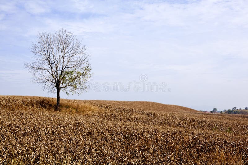 Tree alone stock image. Image of beauty, agricultural - 19080463