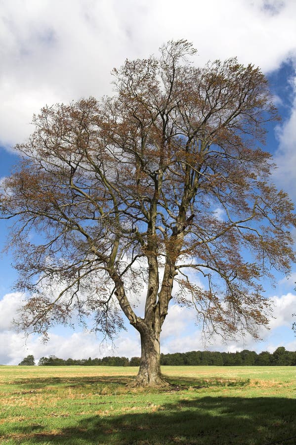 Tree Alone stock photo. Image of rural, outdoors, nature - 3282080