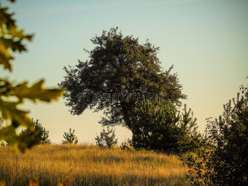 Tree stock image. Image of autumn, sunny, alone, tree - 80018275
