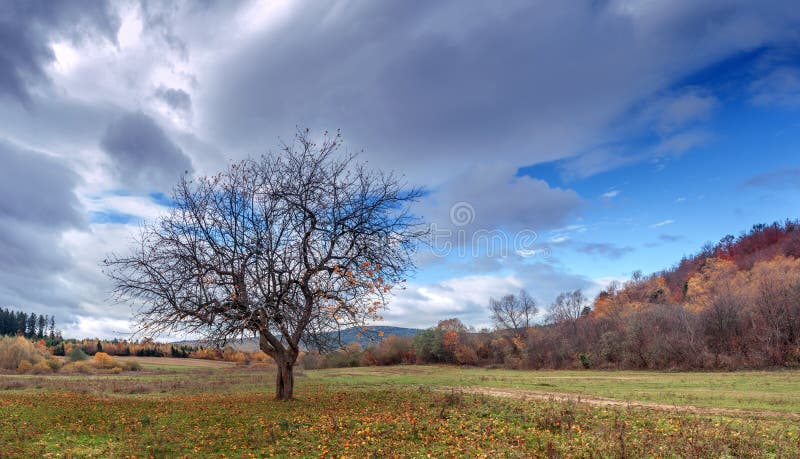 Tree stock image. Image of mist, foliage, autumn, landscape - 43168753