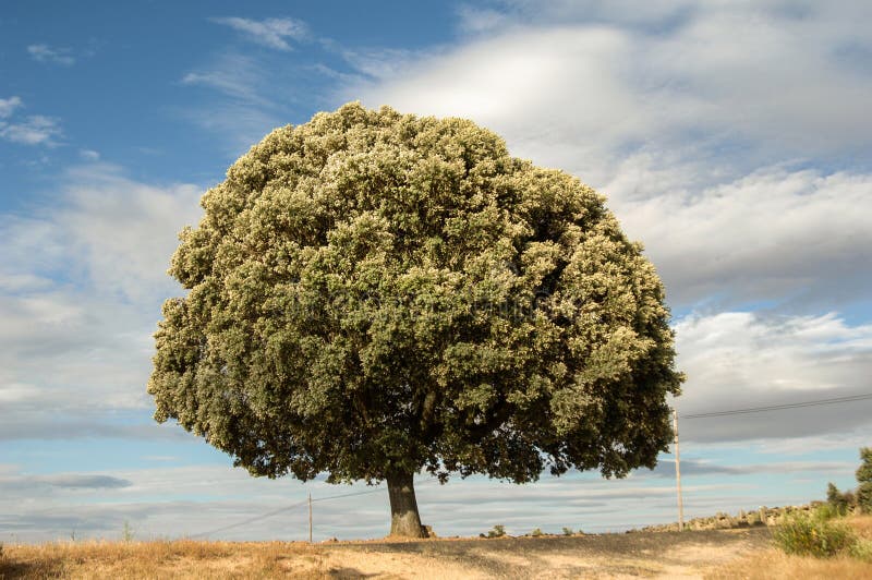 Tree Alone, Brown Ground , Blue Sky with Clouds Stock Image - Image of ...