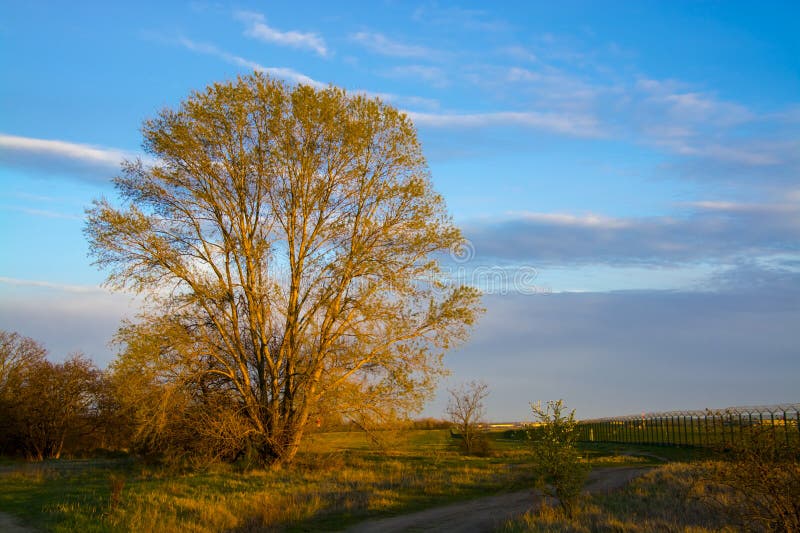 A Tree Alone in the Budapest Airport in Ferihegy Stock Image - Image of ...