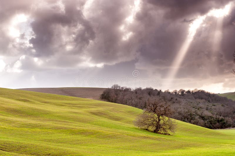 Tree Alone in the Country Field Stock Image - Image of countryside ...