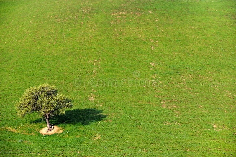 Tree Alone in the Country Field Stock Image - Image of beautiful, calm ...