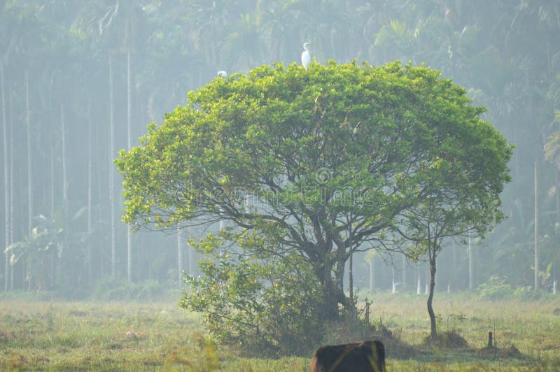 Tree alone in the field stock photo. Image of leaf, pasture - 241205898
