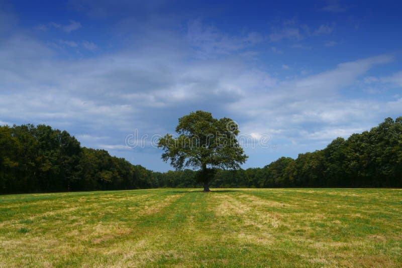 Tree alone in field stock image. Image of tree, grow - 26372559