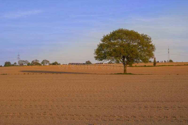 Tree alone in a field stock photo. Image of alone, tree - 116360396