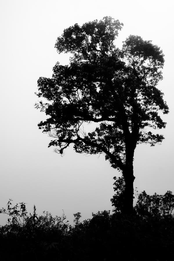 Tree Alone in Forest is Black and White Color Stock Image - Image of ...
