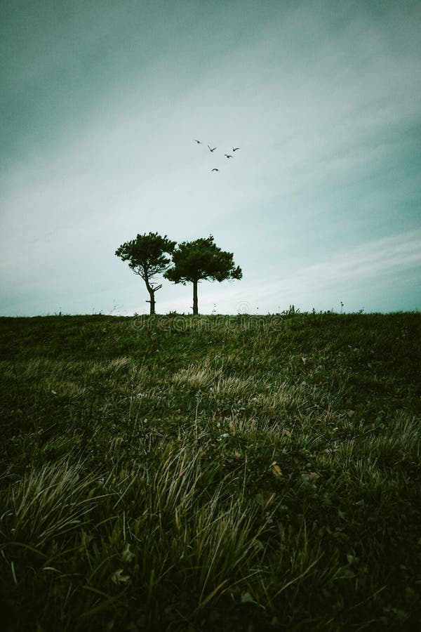 Tree alone in the meadow stock photo. Image of field - 130554326