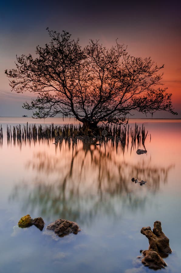 The tree stock photo. Image of front, places, give, drink - 127032990