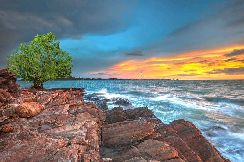 Tree Alone on the Rock Border the Sea Stock Image - Image of beauty ...