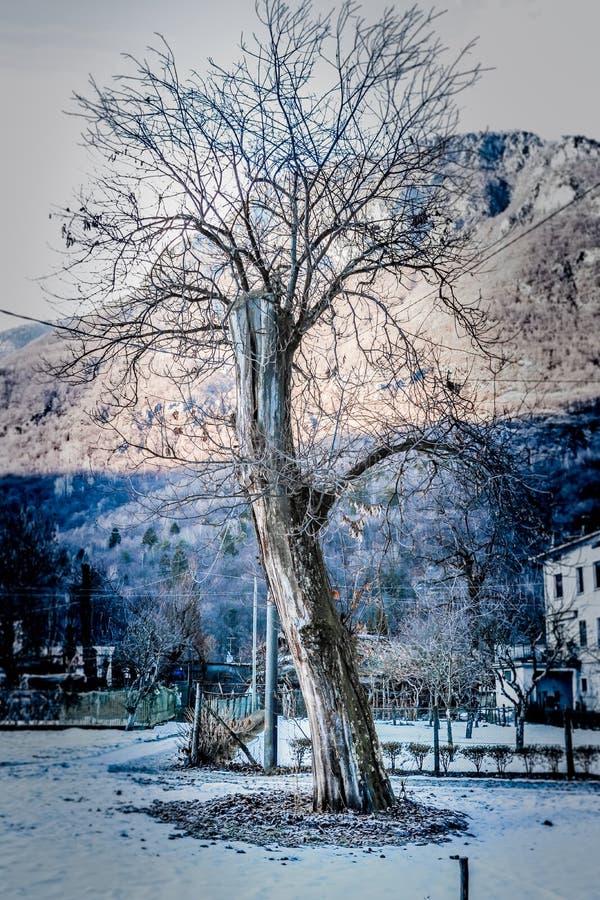 Tree alone stock photo. Image of cold, mountain, nature - 129426564
