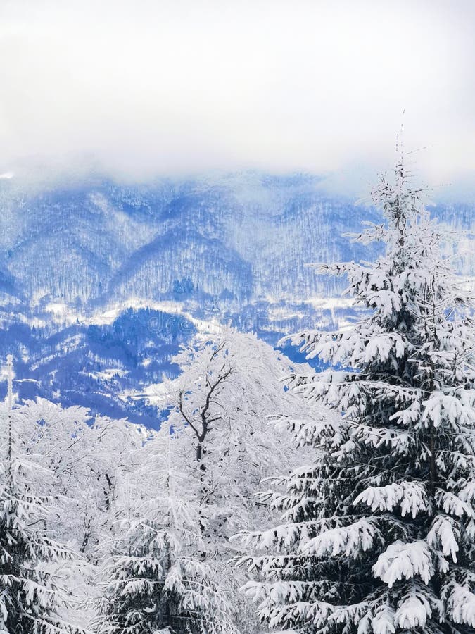 Tree alone in winter stock image. Image of winter, white - 169527979
