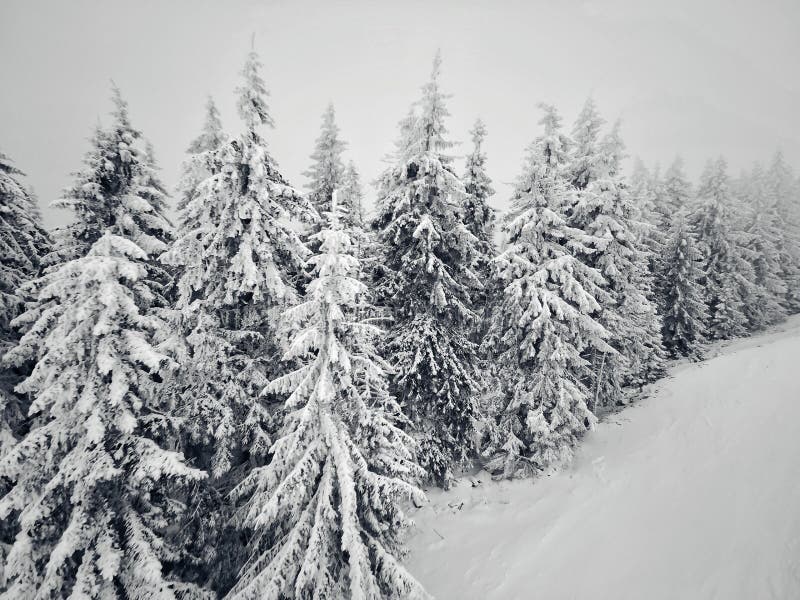 Tree alone in winter stock photo. Image of winter, snow - 169528038