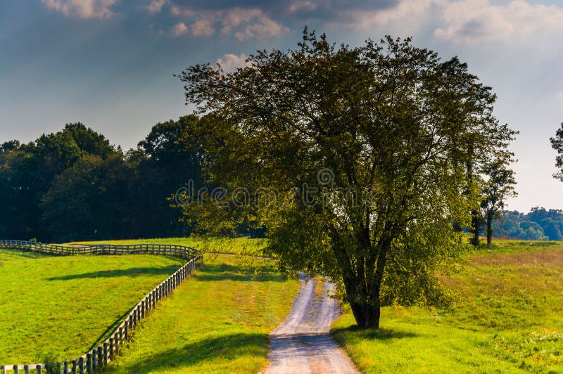 Tree Along a Dirt Road in Rural Howard County, Maryland. Stock Image ...