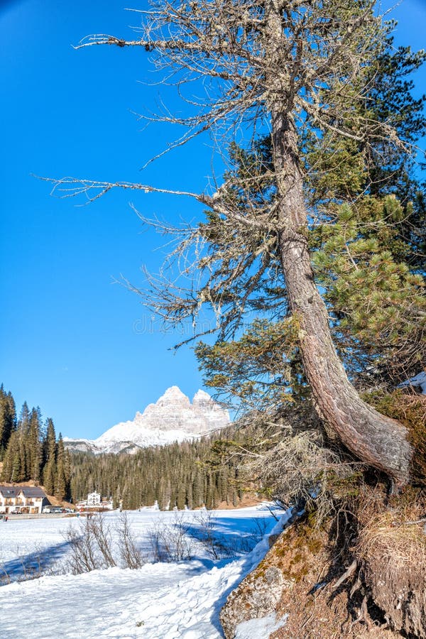 Tree Along Misurina Lake in Winter, Italian Alps Stock Image - Image of ...
