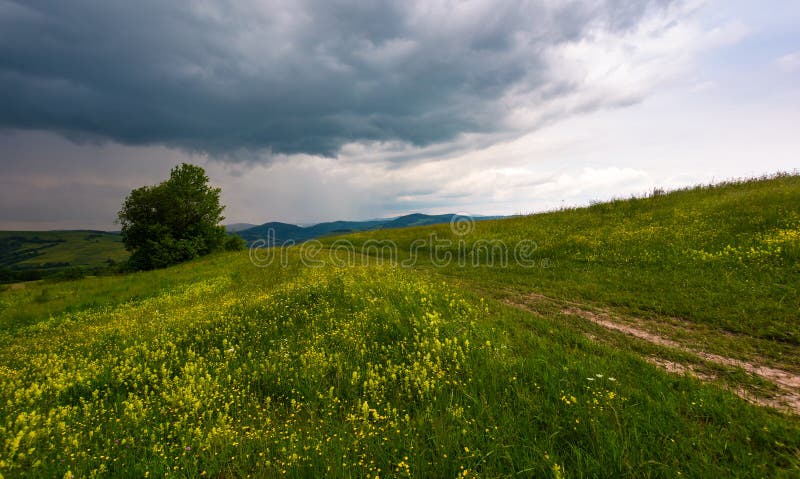 Tree Along the Path through Grassy Meadow Stock Photo - Image of tree ...