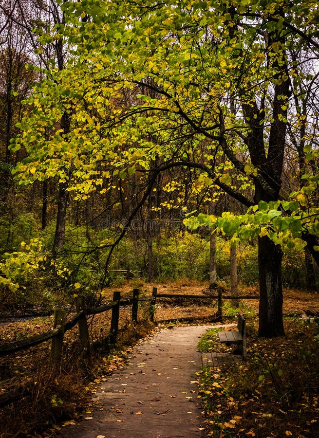 Tree Along a Path in Nixon Park, Near York, Pennsylvania. Stock Photo ...