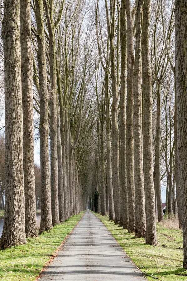 Tree along the river stock image. Image of lake, river - 142274793