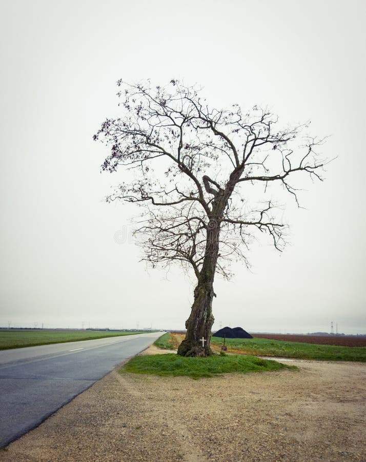 Road with tree stock photo. Image of plain, infrastructure - 213355340
