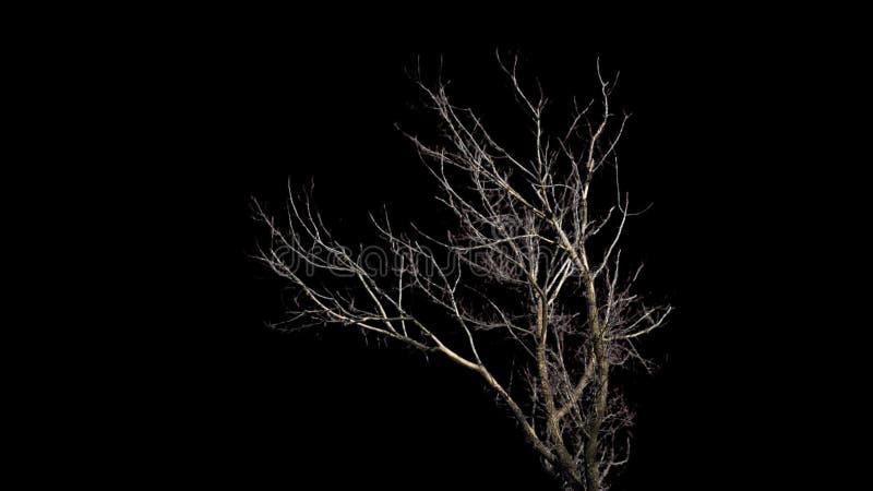 Tree with alpha channel stock footage. Video of stem - 65961514