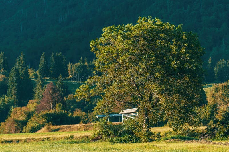 Alpine Countryside Scenery with Grassy Meadows and Forested Rolling ...