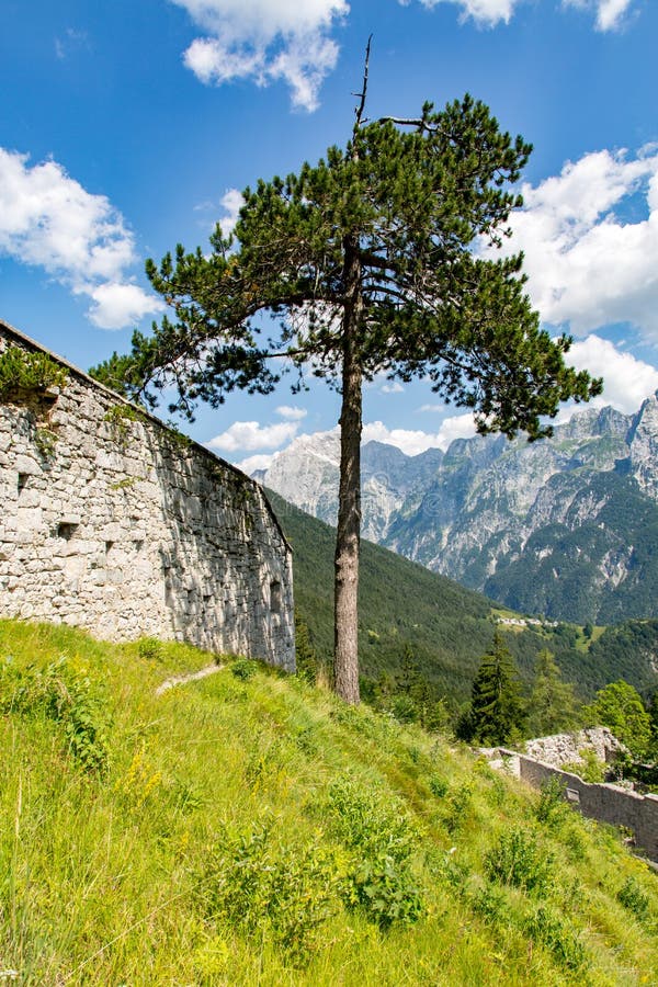 Tree in Alps mountains stock photo. Image of alone, lonely - 60225636