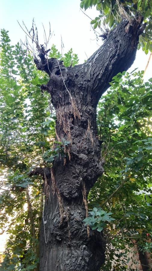 Tree are Already Natural Empty Show Some Leaves Stock Image - Image of ...