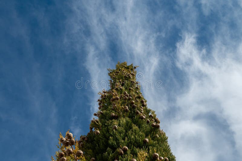 The Tree, Also Known As Cemetery Cypress in Turkey, and Its Small Cones ...