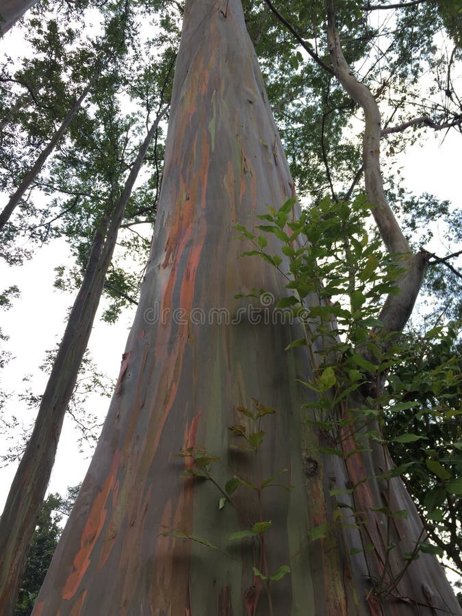 Colorful bark stock photo. Image of plant, park, trunk - 224597394
